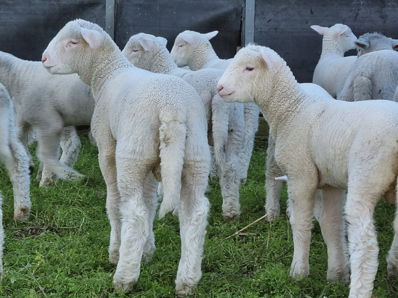 Sovereign Poll Dorsets - Sovereign Poll Dorsets