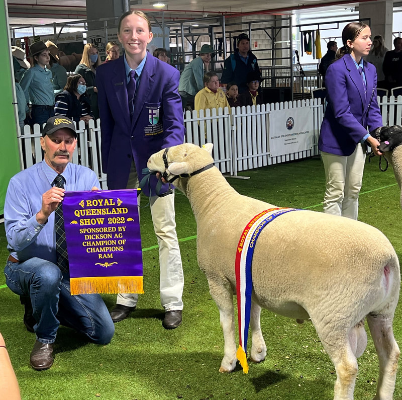 Sovereign Poll Dorsets - Sovereign Poll Dorsets